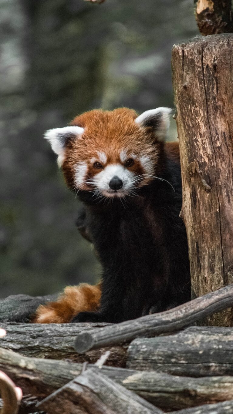 PANDA ROUX 1 | Austral Voyages - Agence de voyages Ile de La Réunion